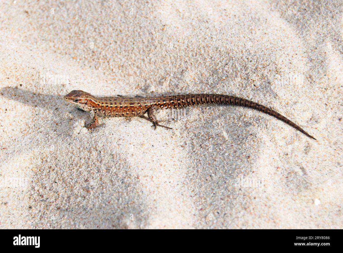 Outdoor lizard hi-res stock photography and images - Alamy