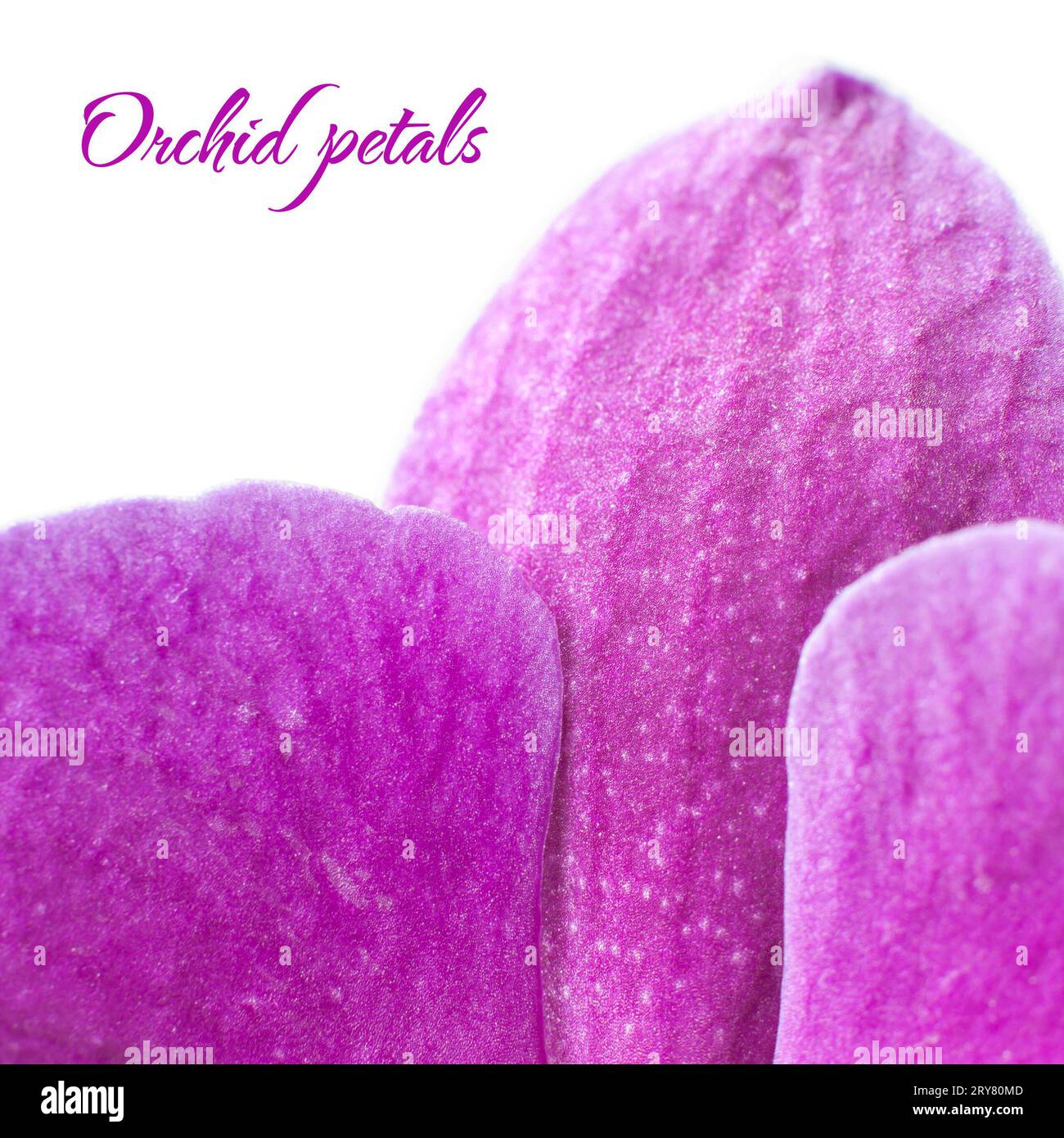 Orchid petals. Macro Stock Photo - Alamy