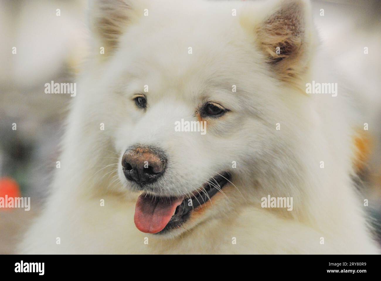 Siberian samoyed hi-res stock photography and images - Alamy