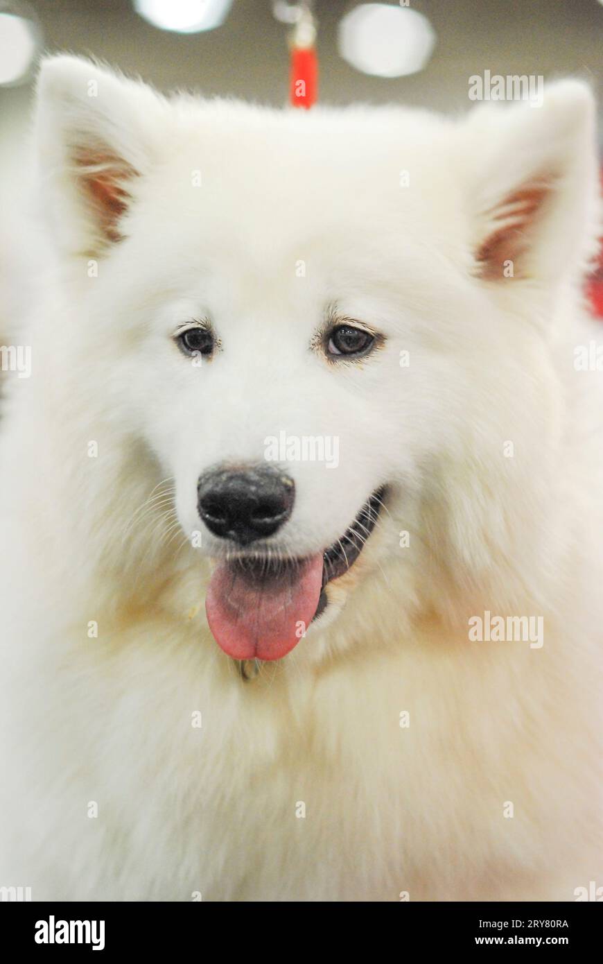 Siberian samoyed hi-res stock photography and images - Alamy