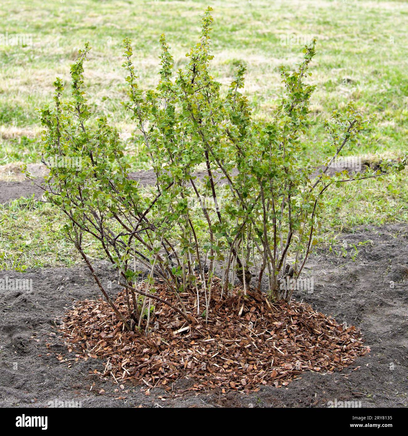 Mulching. Gooseberry is covered by a mulch from a pine bark Stock Photo ...