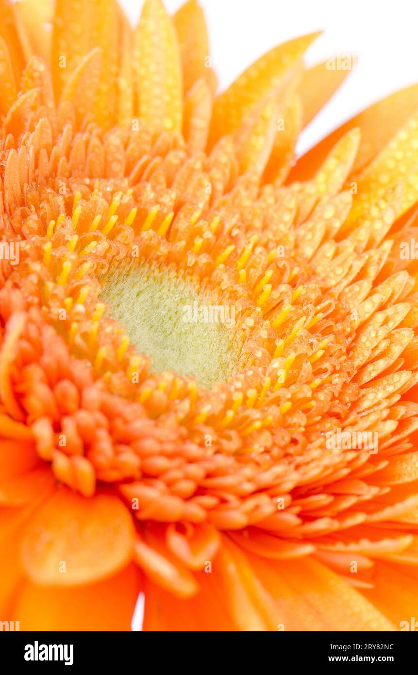 Detail of gerbera hi-res stock photography and images - Alamy