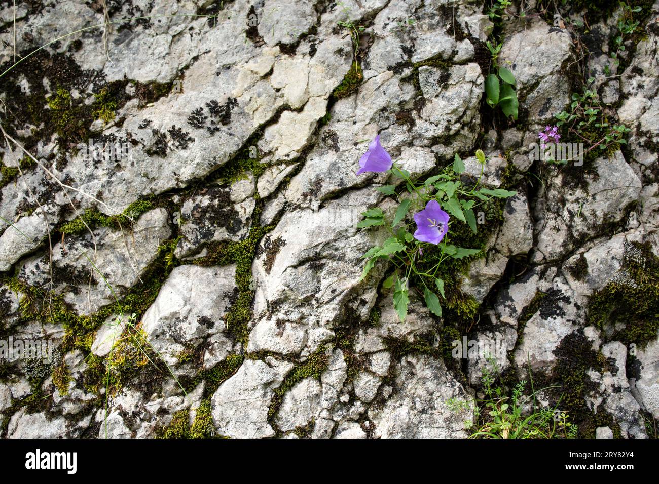 Campanula rotundifolia flowers known as small bluebell, growing on a ...