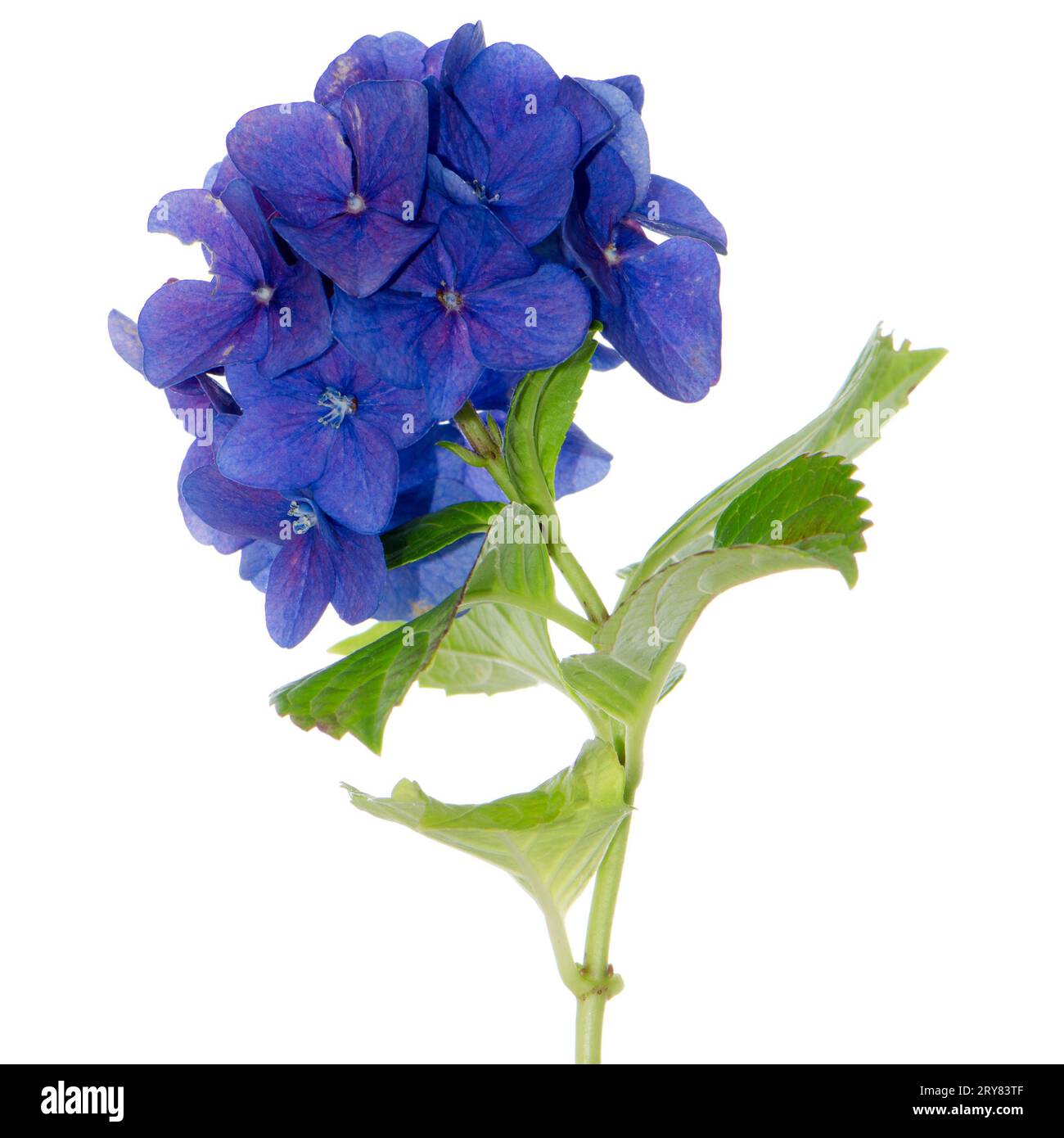Bouquet pink hydrangea flower Cut Out Stock Images & Pictures - Alamy