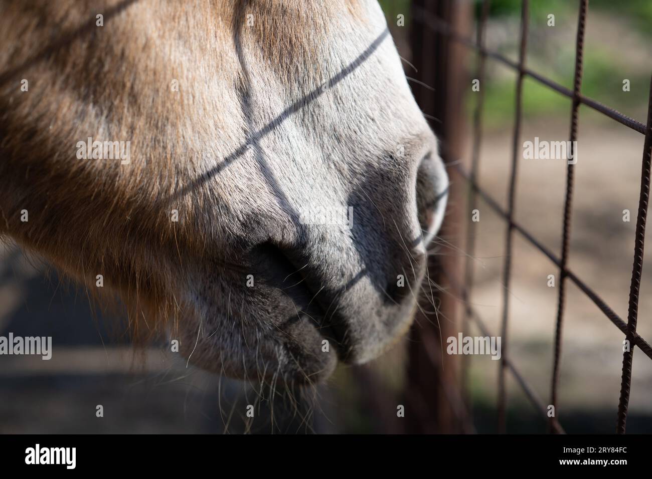 A close-up photo of a Haflinger horse's head as it stands by the fence ...