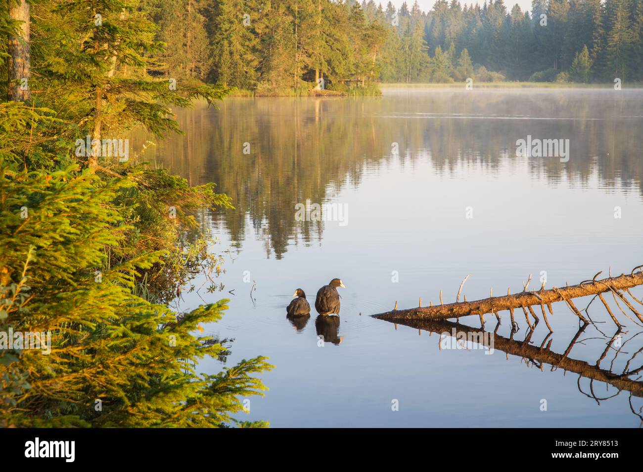 The small moor lake, Étang de la Gruère in the Swiss canton of Jura ...