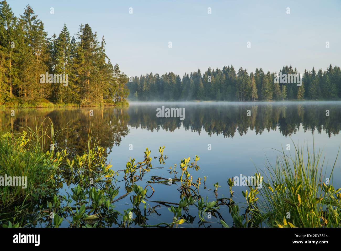 The small moor lake, Étang de la Gruère in the Swiss canton of Jura ...