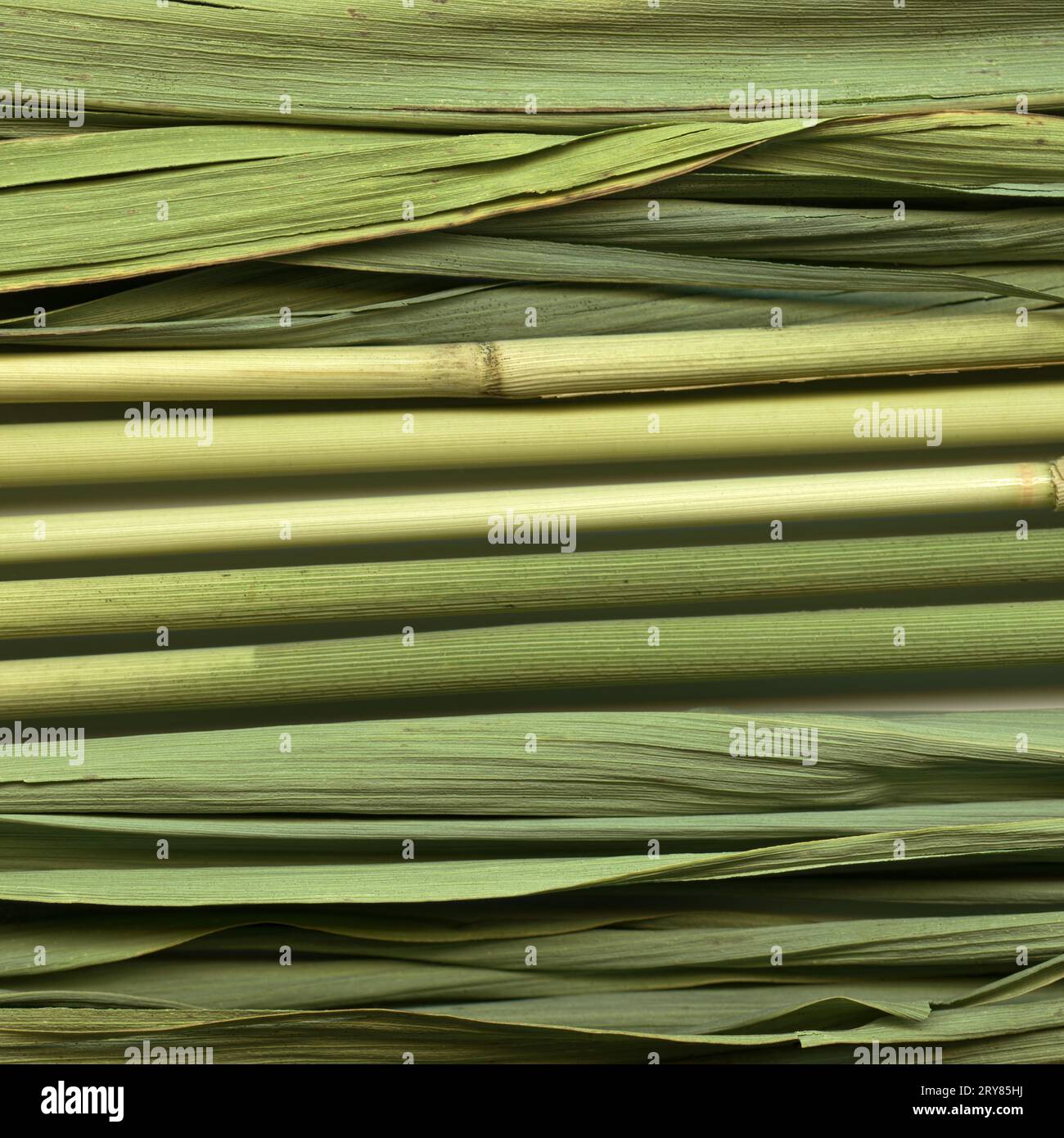 Common reed texture Stock Photo - Alamy