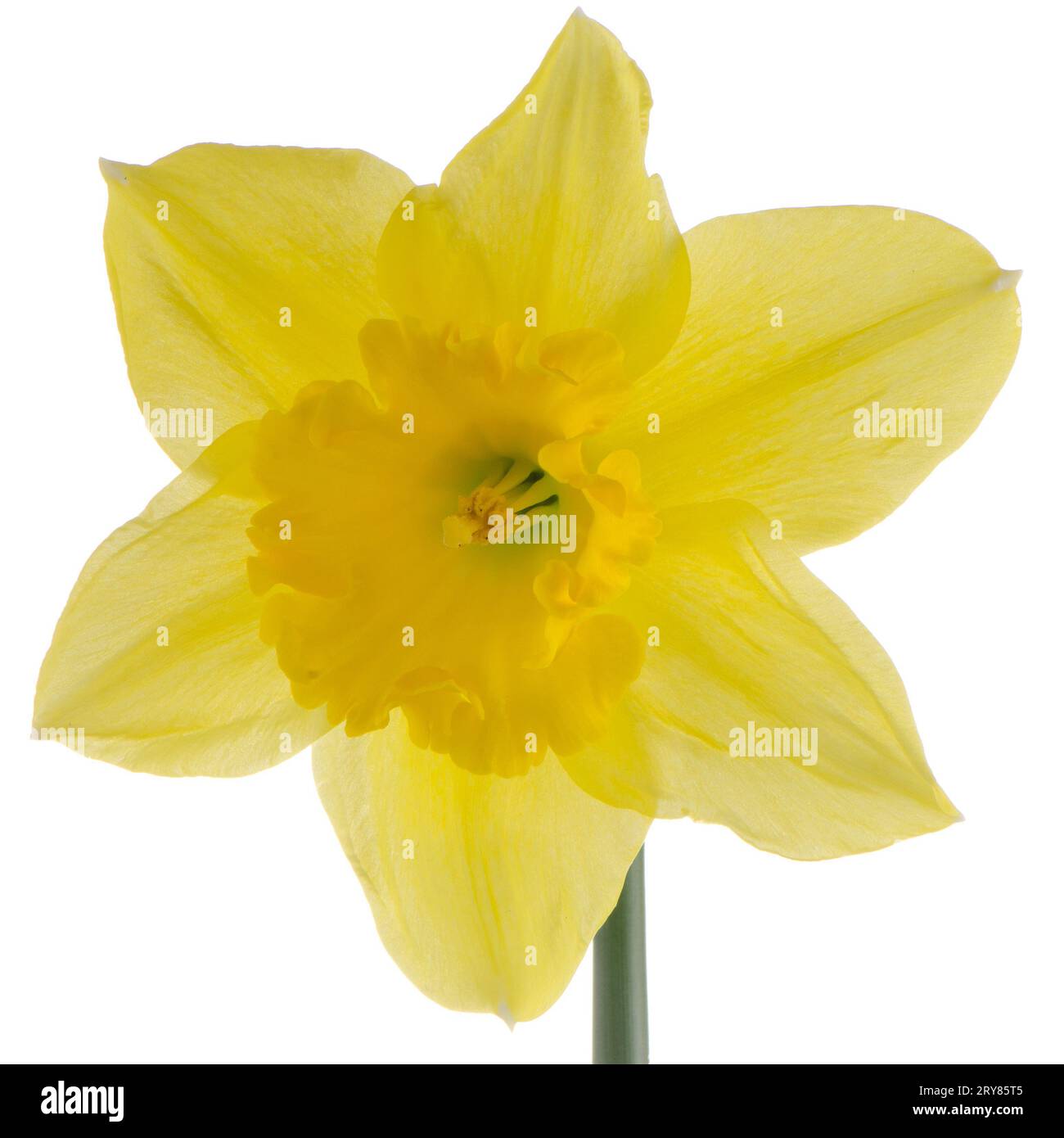 Delicate flower nature Cut Out Stock Images & Pictures - Alamy
