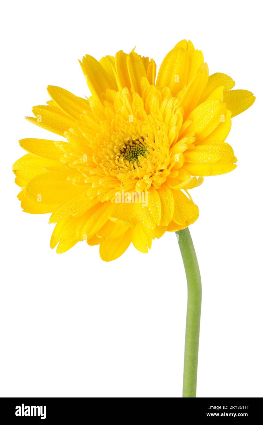 Yellow gerbera daisy flower hi-res stock photography and images - Alamy