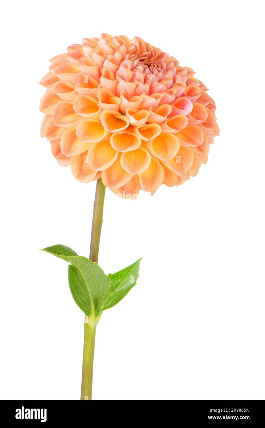 Close up flower ornamental Cut Out Stock Images & Pictures - Alamy
