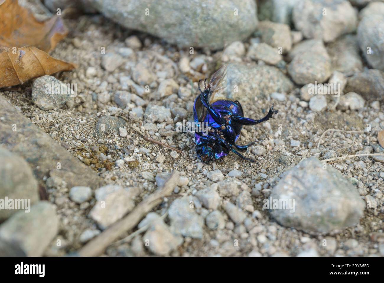 detail of a blue mint beetle or blue mint leaf beetle with metallic ...