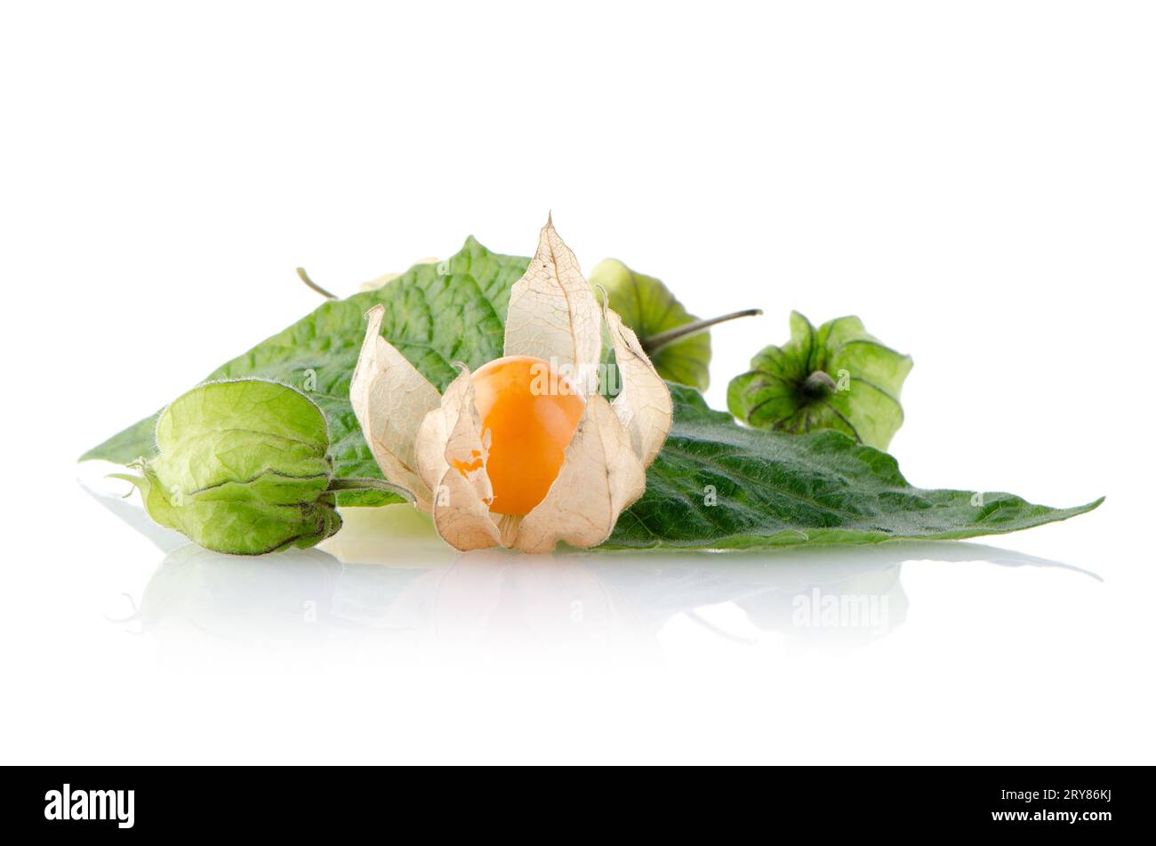 Physalis plant hi-res stock photography and images - Alamy