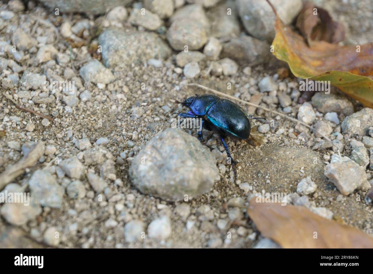 detail of a blue mint beetle or blue mint leaf beetle with metallic ...