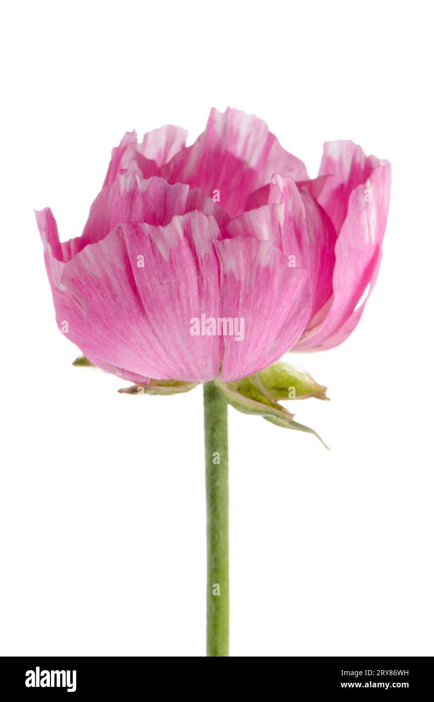 Pink eustoma lisianthus flower hi-res stock photography and images - Alamy