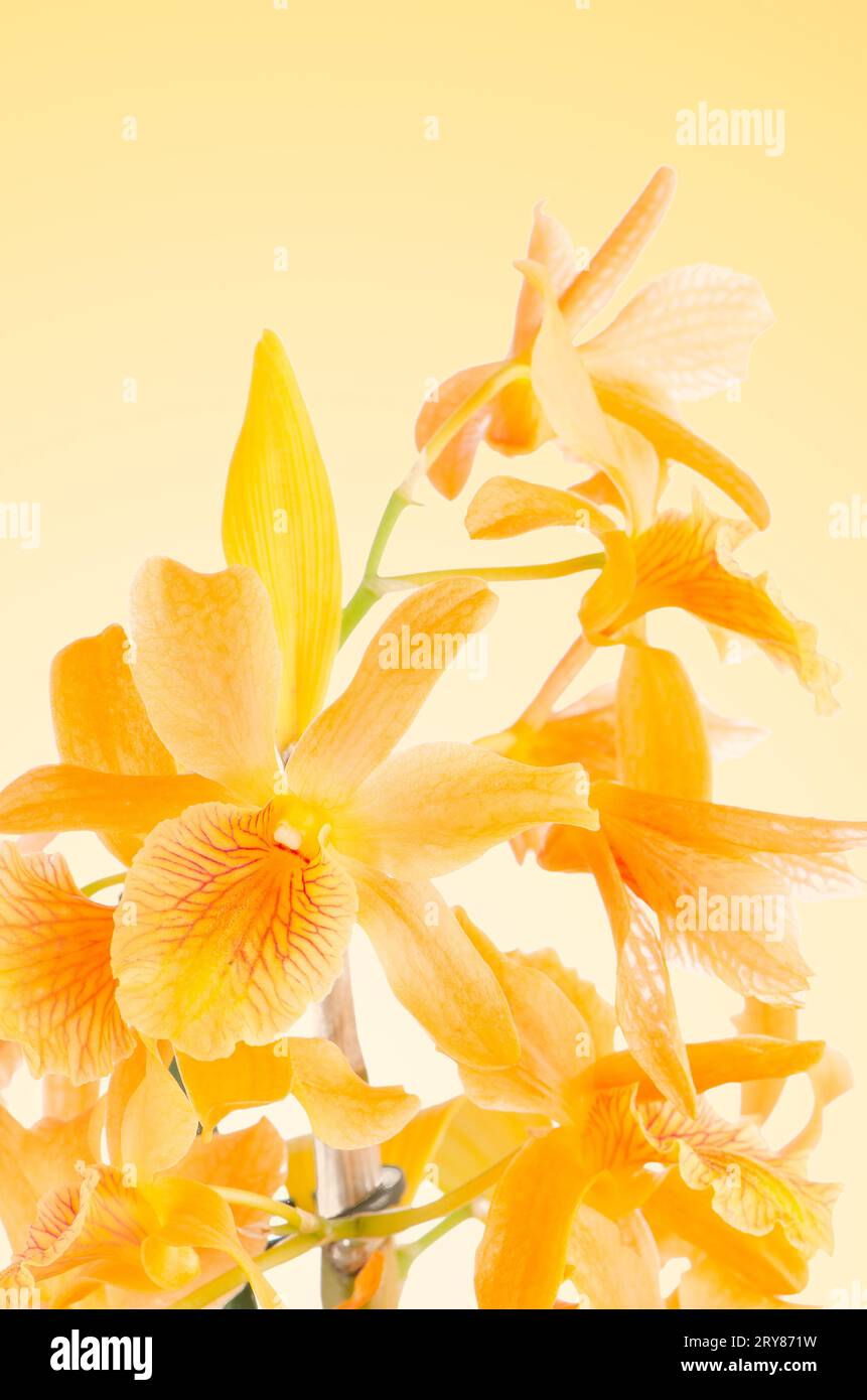 Dendrobium phalaenopsis hi-res stock photography and images - Alamy