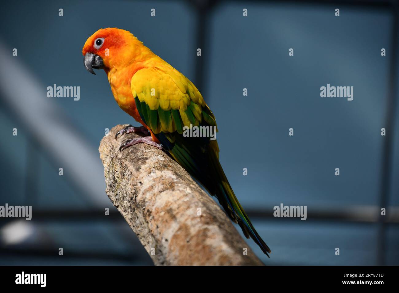 Cute bird hi-res stock photography and images - Alamy