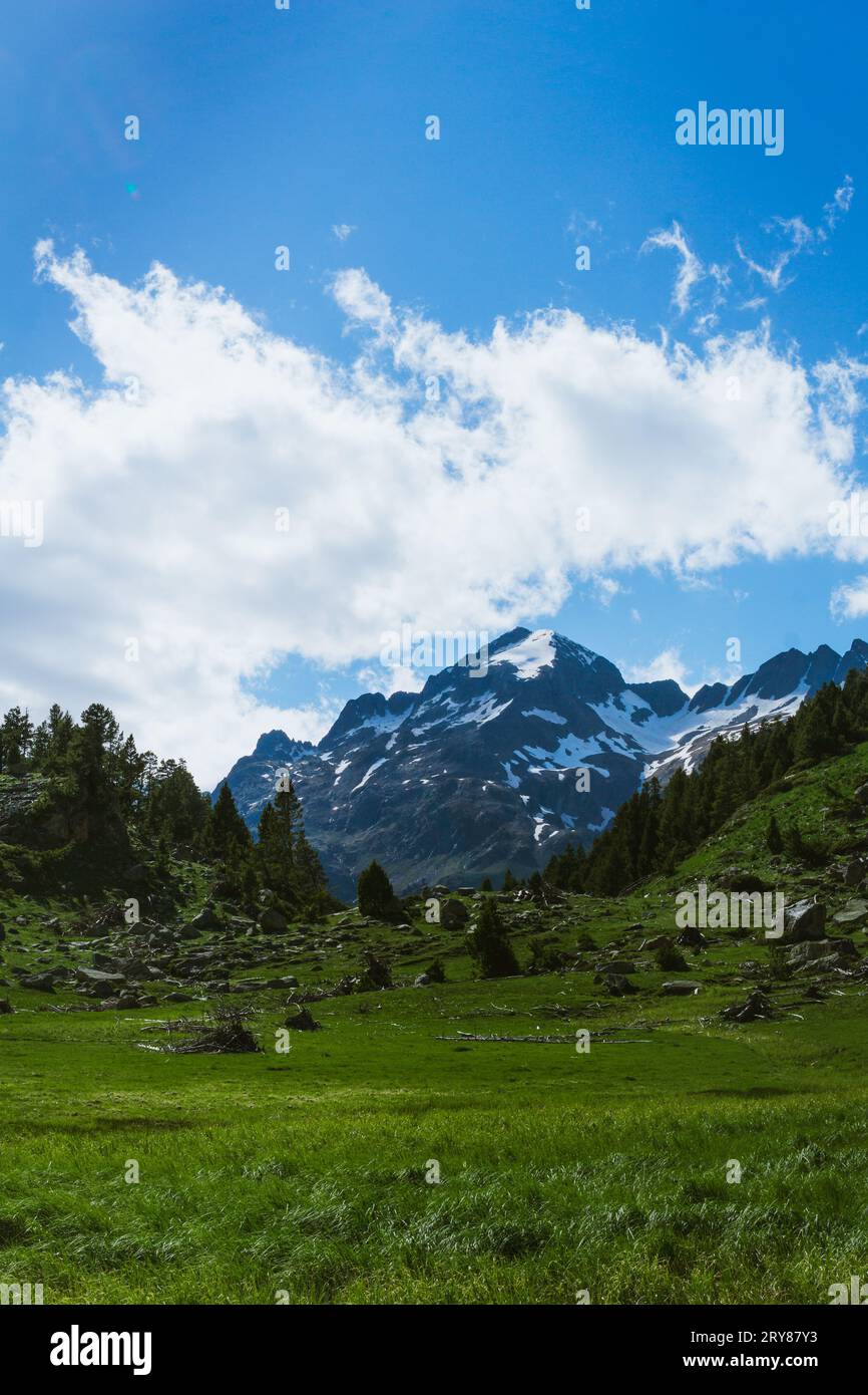 View of snowy mountain with yellow flowers in the Spanish Pyrenees ...