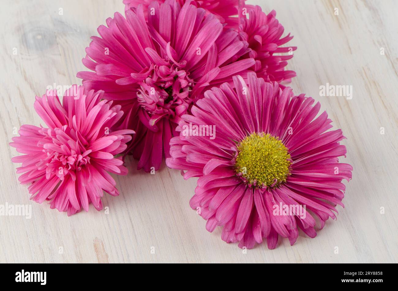 Close up single pink flowers hi-res stock photography and images - Alamy