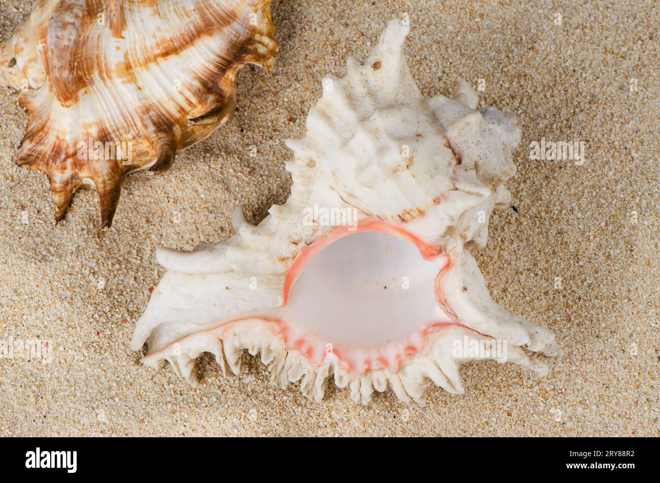 Conchs hi-res stock photography and images - Alamy