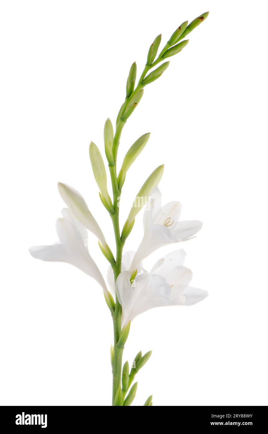 Pretty lilies Cut Out Stock Images & Pictures - Alamy Pretty lilies Cut Out Stock Images & Pictures - Alamy