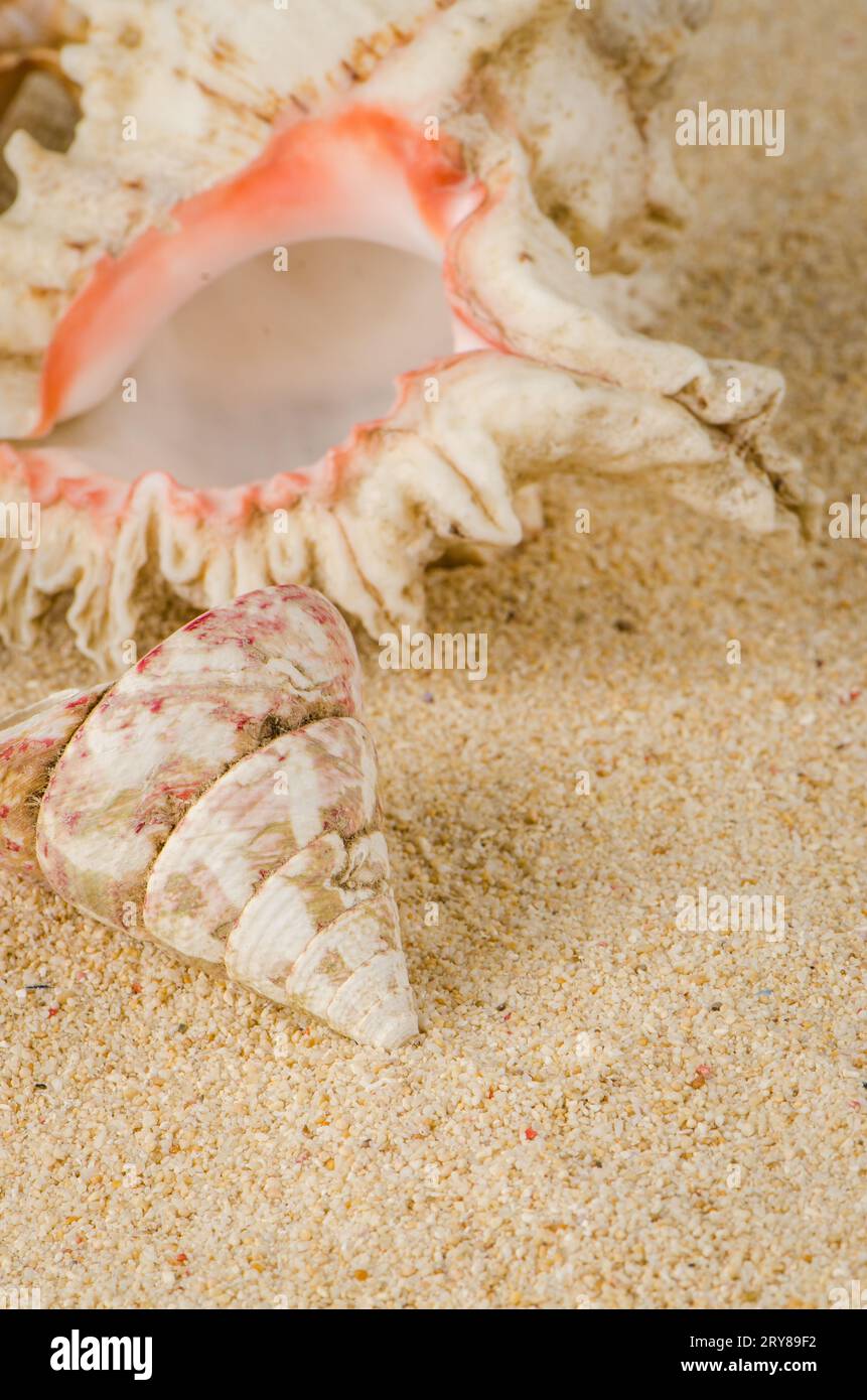 Conchs hi-res stock photography and images - Alamy