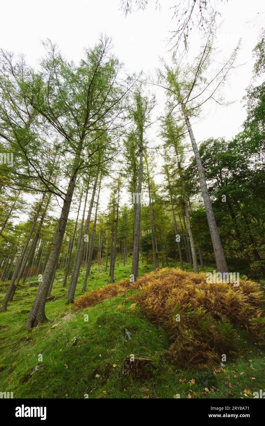 Forest in lake district hi-res stock photography and images - Alamy