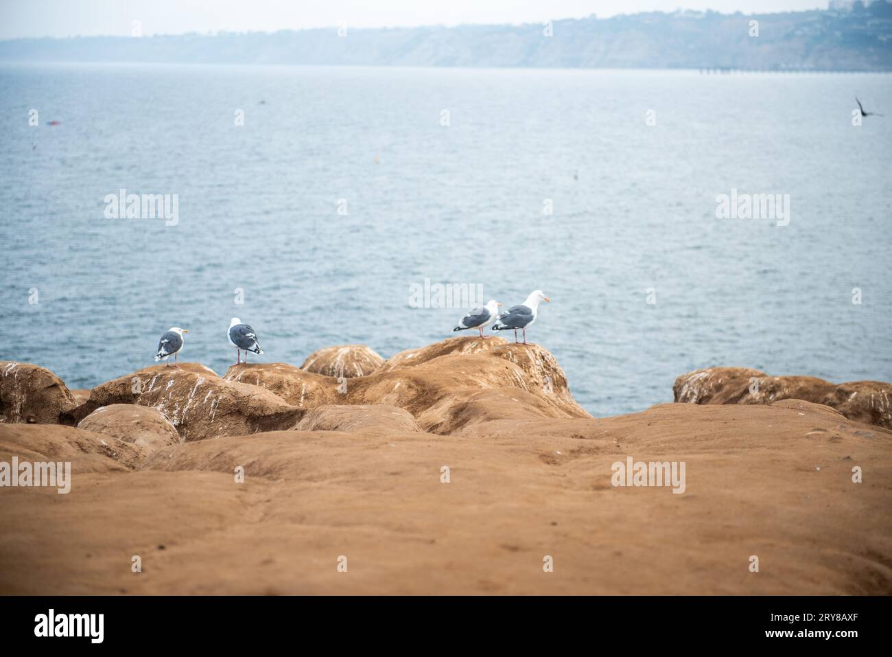 Oceanside birds hi-res stock photography and images - Alamy
