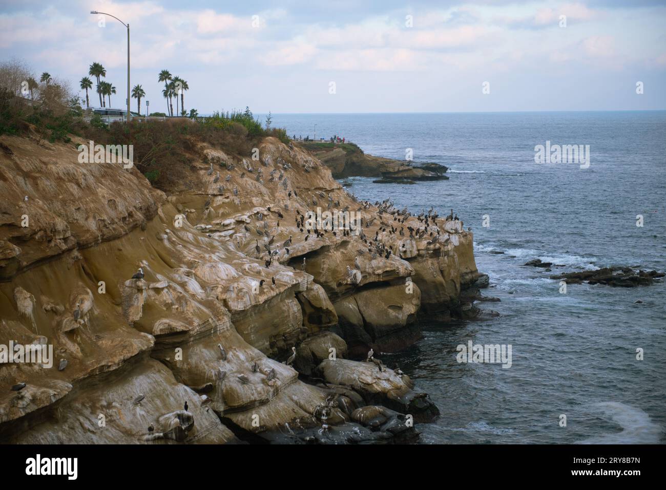 Oceanside birds hi-res stock photography and images - Alamy