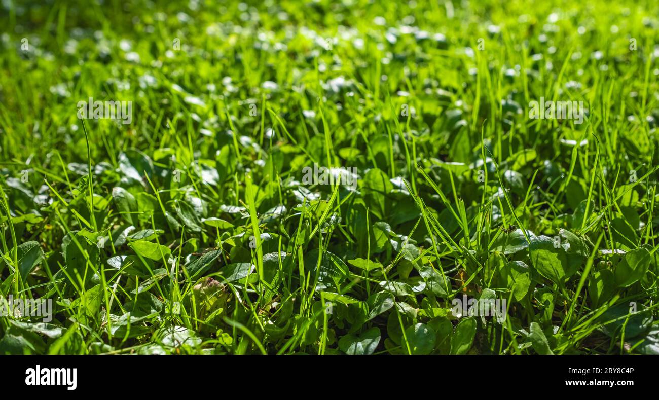 Beautiful wide photo of a pristine forest lawn with fresh grass against ...
