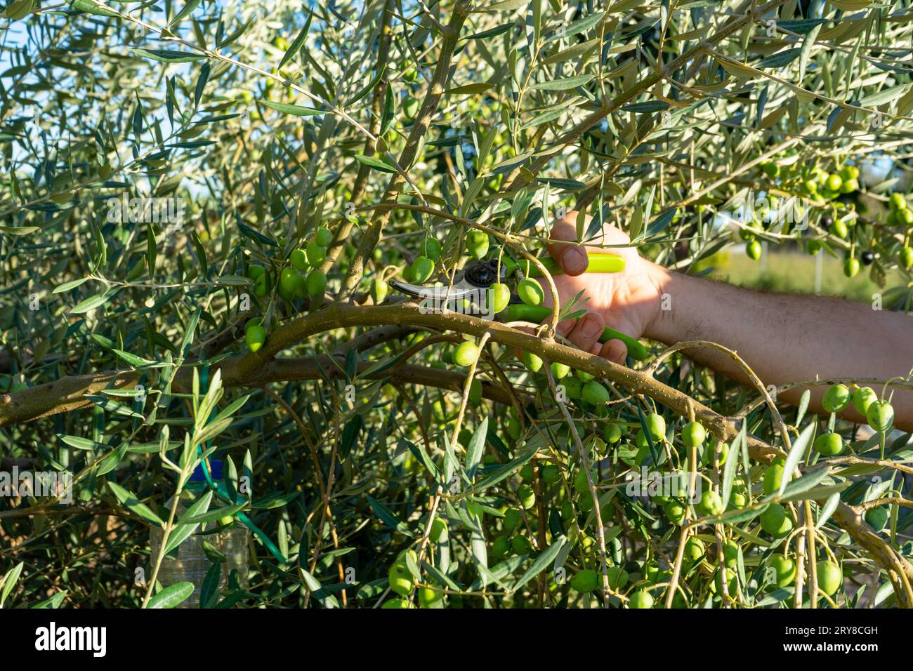 Hands holding pruning shears and cutting olive tree branch in spring ...