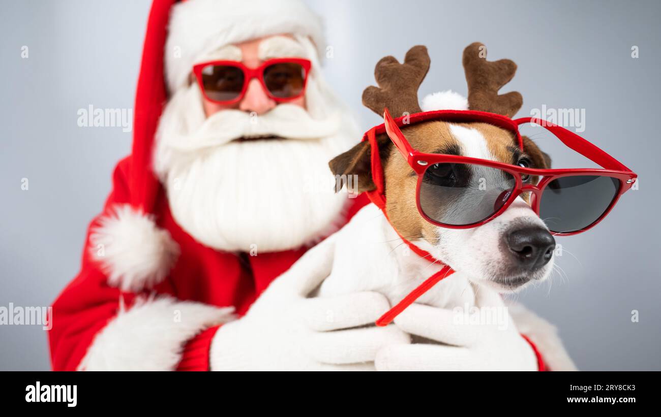 Portrait of santa claus in sunglasses and dog jack russell terrier in ...