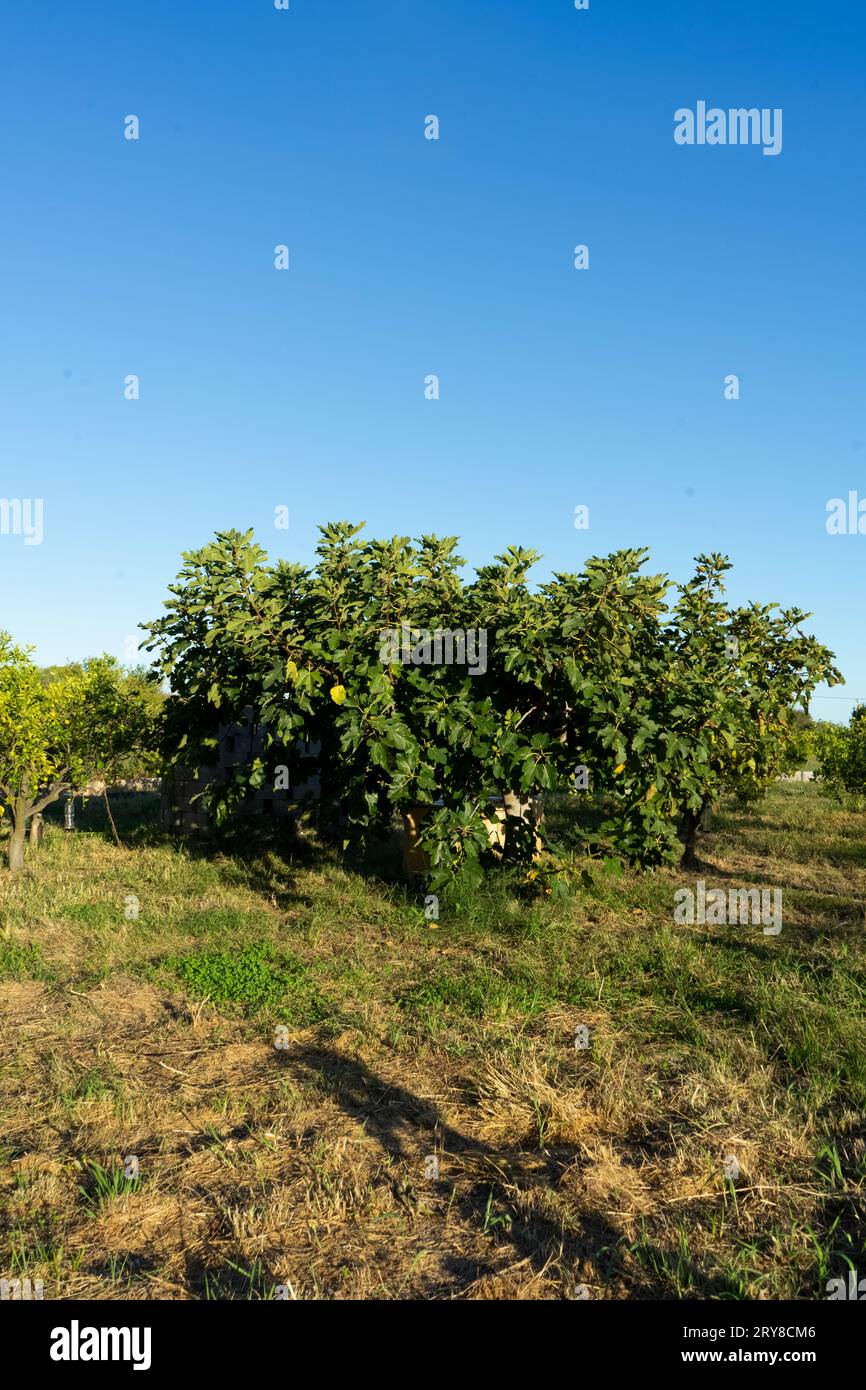 Vertical view of a large fig tree in an orchard with blue sky Stock ...