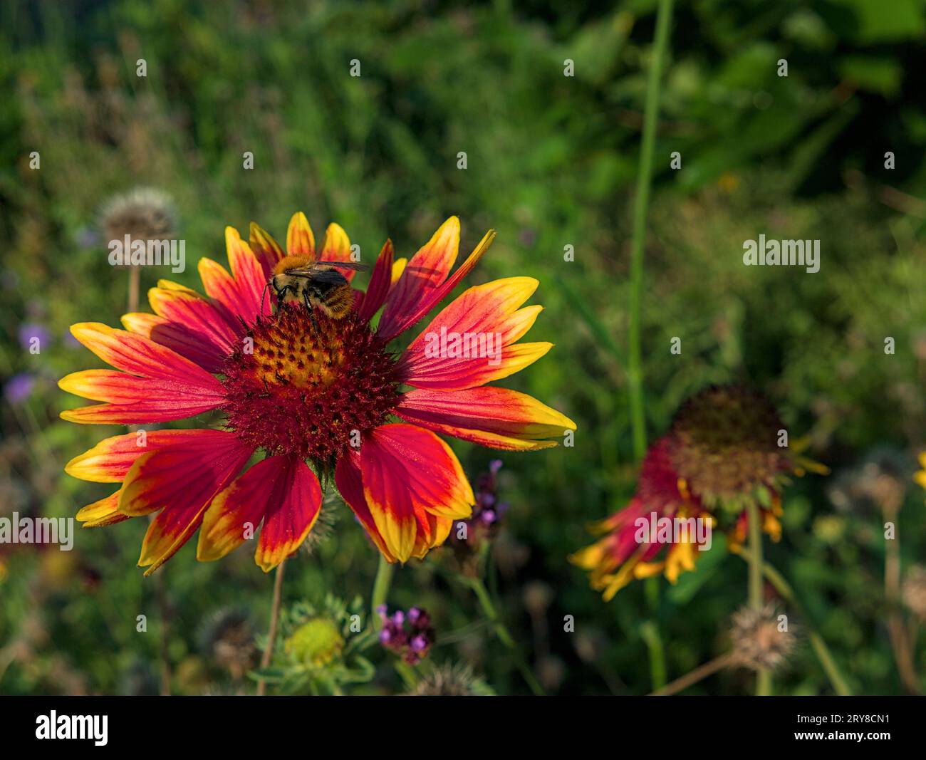 Bumblebee bee helenium flower hi-res stock photography and images - Alamy