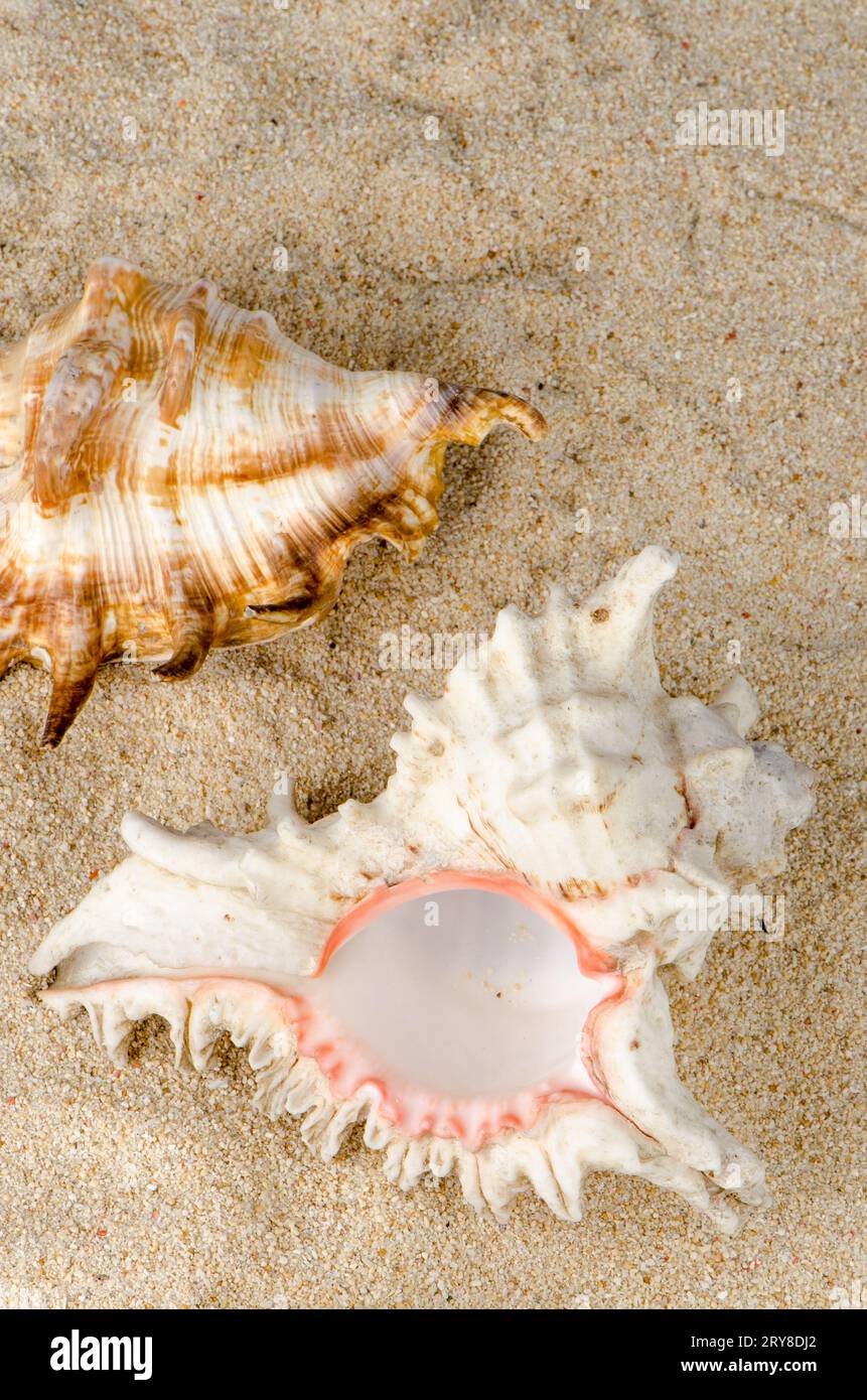 Conchs hi-res stock photography and images - Alamy