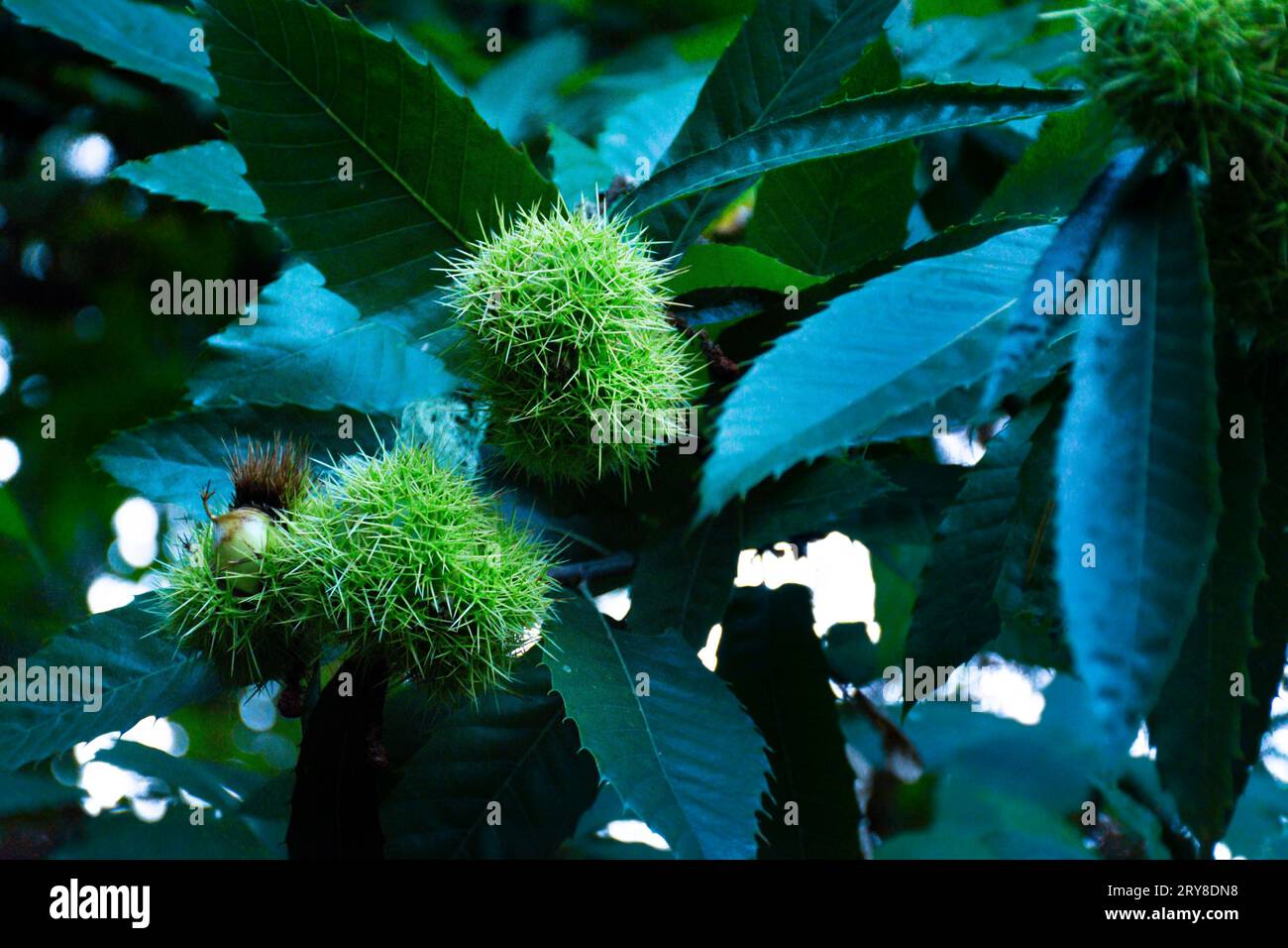 Green shells of unripe wild chestnut fruits, spiked, along with leaves ...