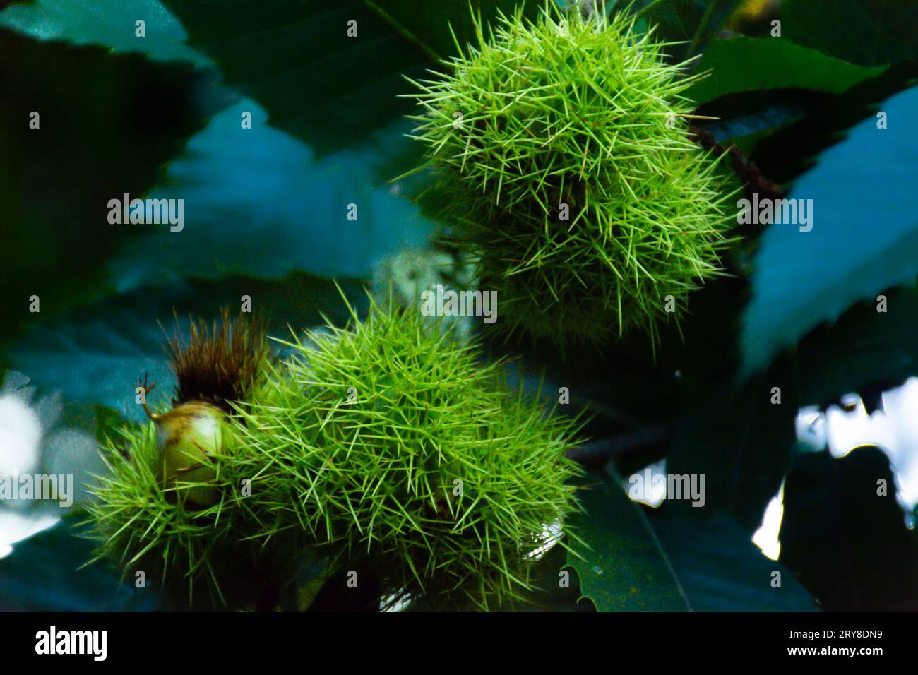 Green shells of unripe wild chestnut fruits, spiked, along with leaves ...