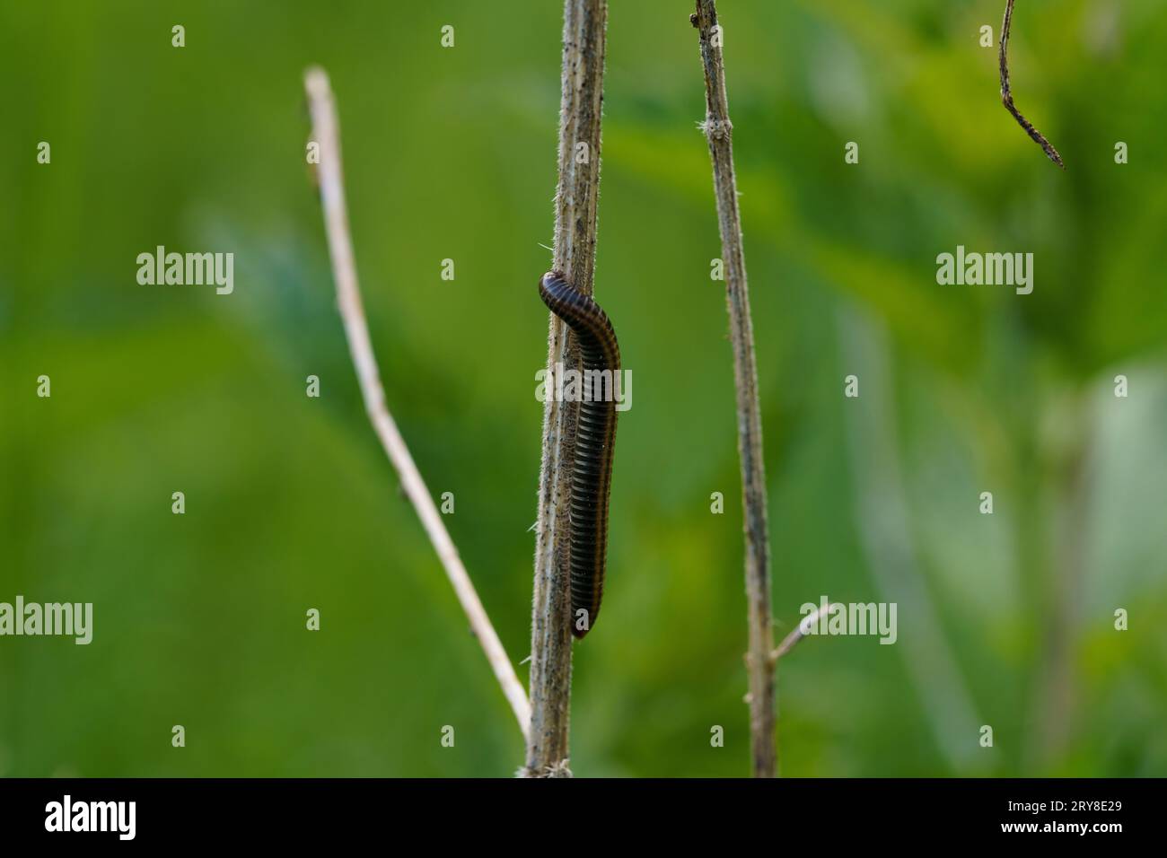 Ommatoiulus sabulosus Family Julidae Genus Ommatoiulus Striped ...