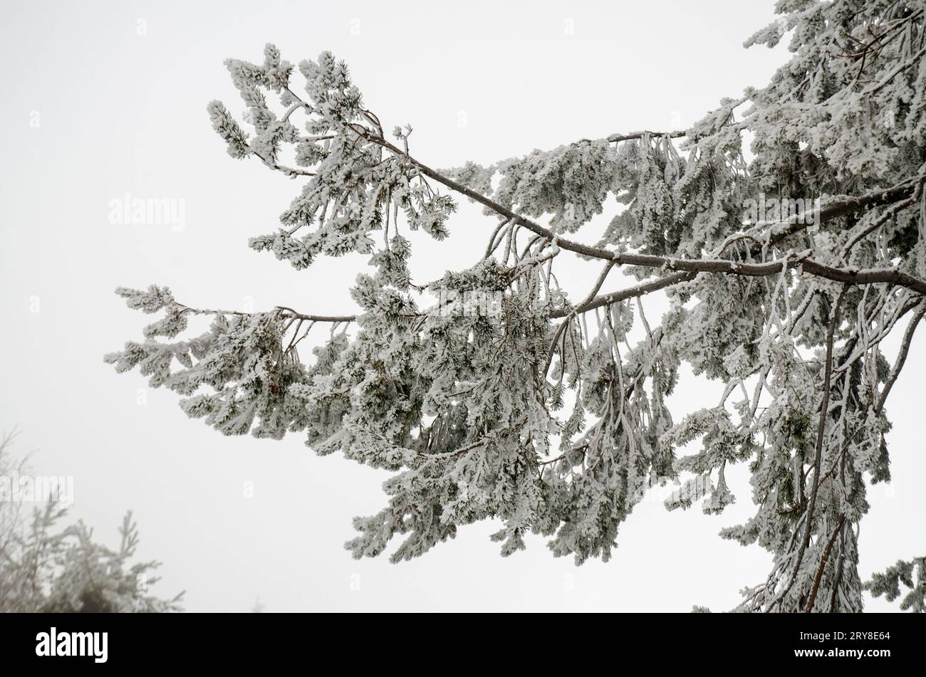 Snow and frost covered pine tree branch Stock Photo - Alamy