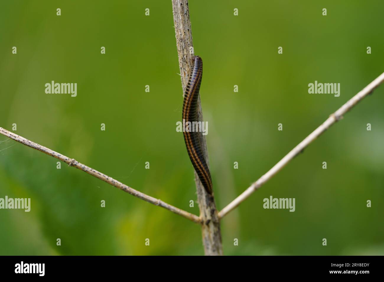 Ommatoiulus sabulosus Family Julidae Genus Ommatoiulus Striped ...