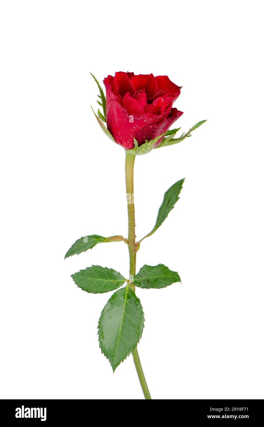 Beautiful red rose Stock Photo - Alamy