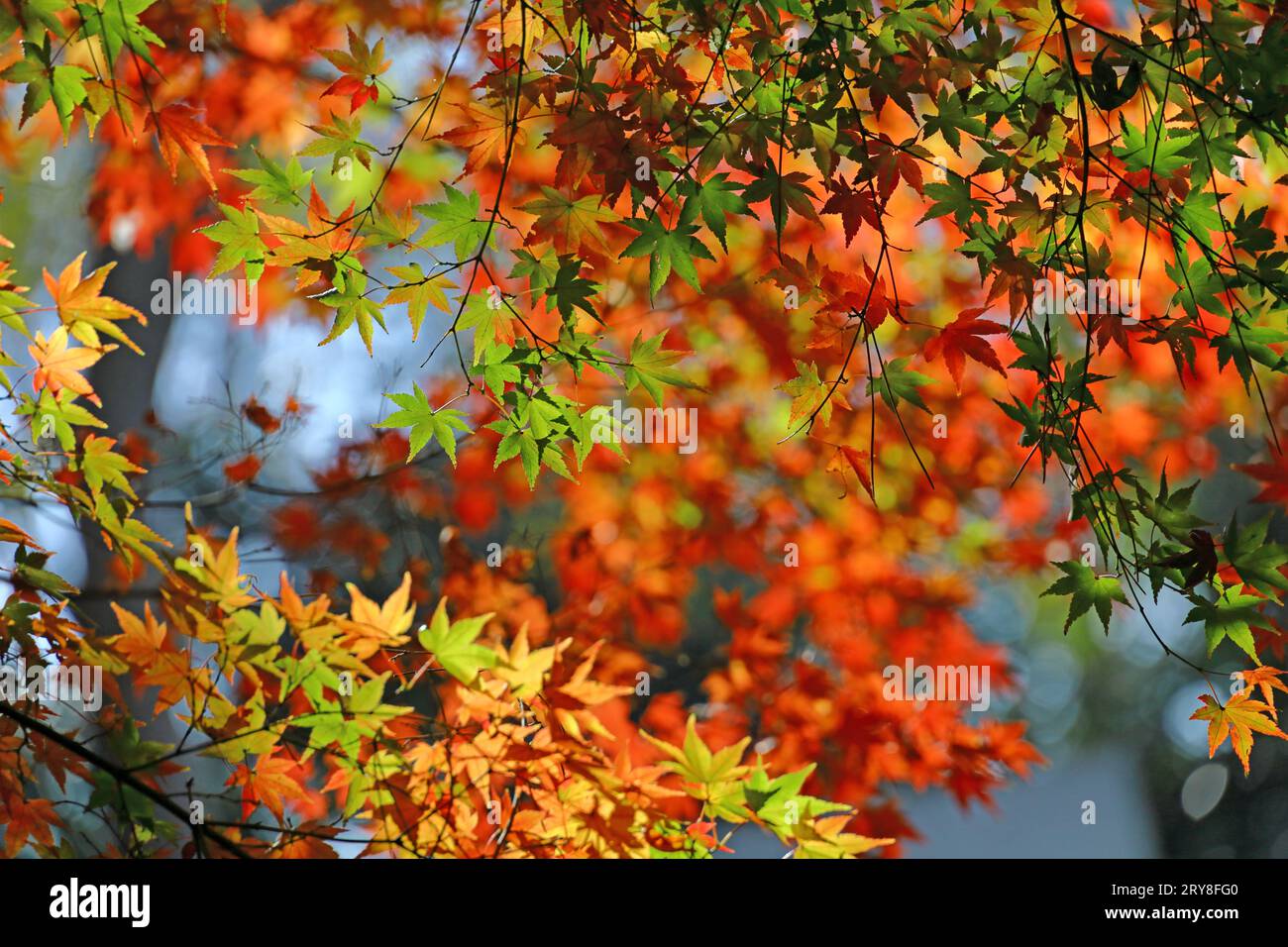 A close-up background material photo of the autumn leaves of Japanese ...