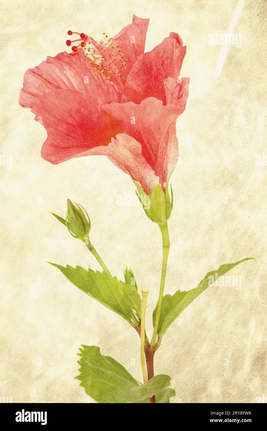 Vintage red hibiscus flower hi-res stock photography and images - Alamy