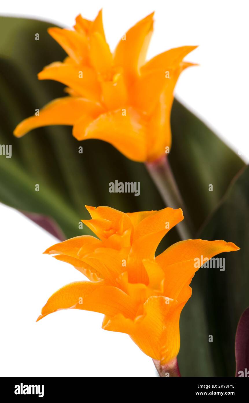 Eternal flame flower (calathea crocata Stock Photo - Alamy
