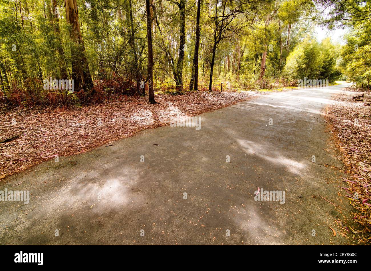 Wood autumn road hi-res stock photography and images - Alamy