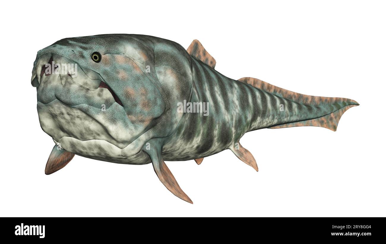 Dunkleosteus dunkleosteus hi-res stock photography and images - Alamy