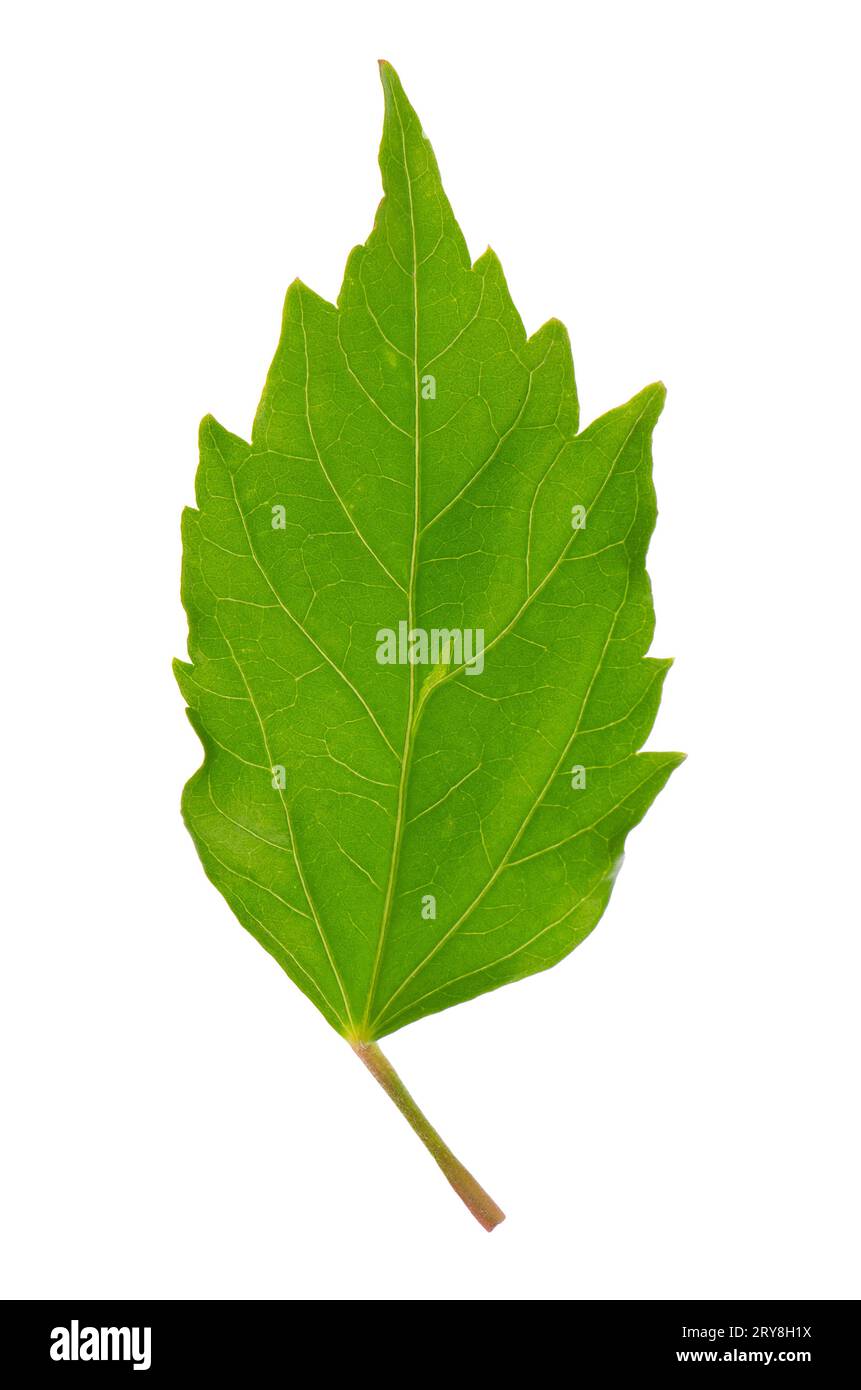 Hibiscus closeup Cut Out Stock Images & Pictures - Alamy