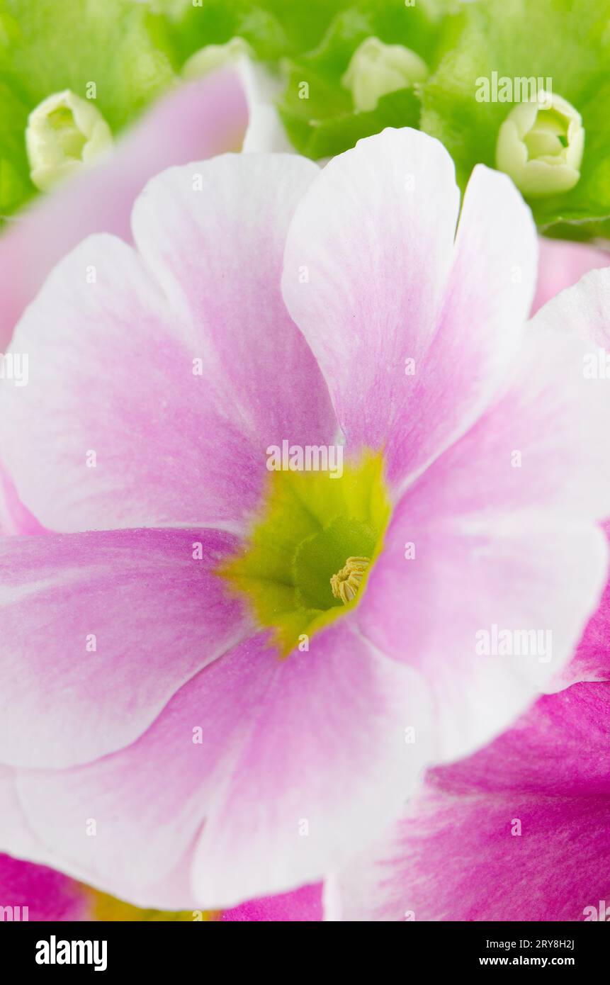 Primrose pot hi-res stock photography and images - Alamy