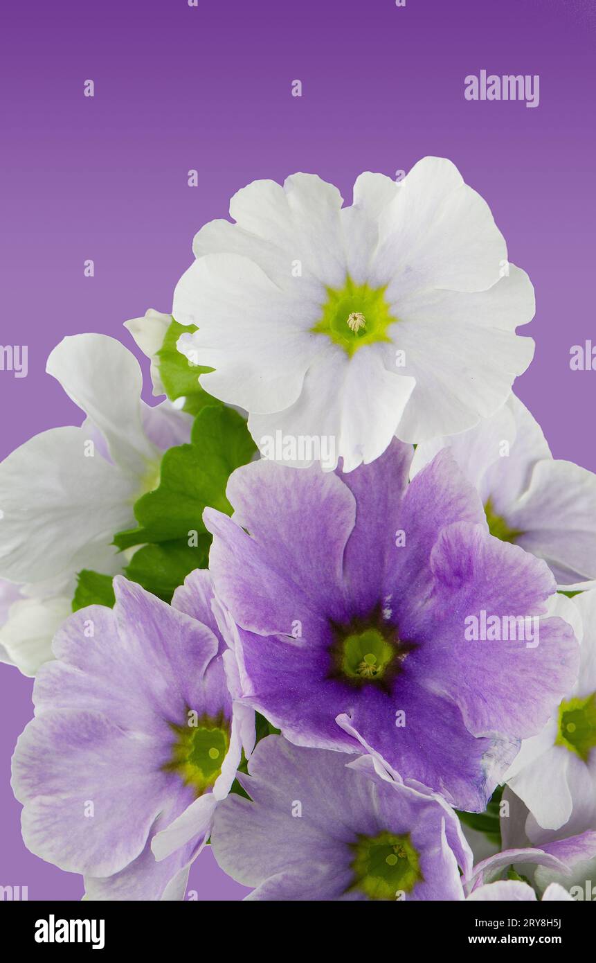 Beautiful violet flower Stock Photo - Alamy