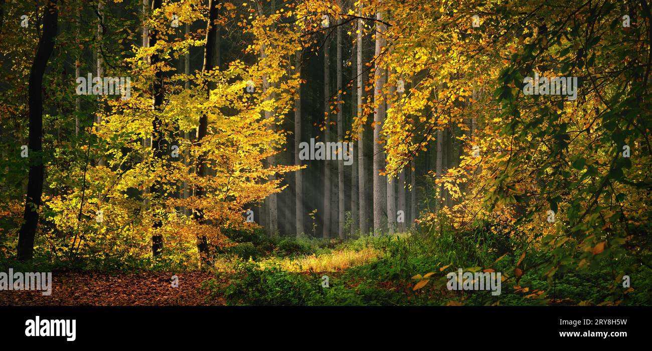 Autumn sunlight creates beautiful contrast in the woods, with ...